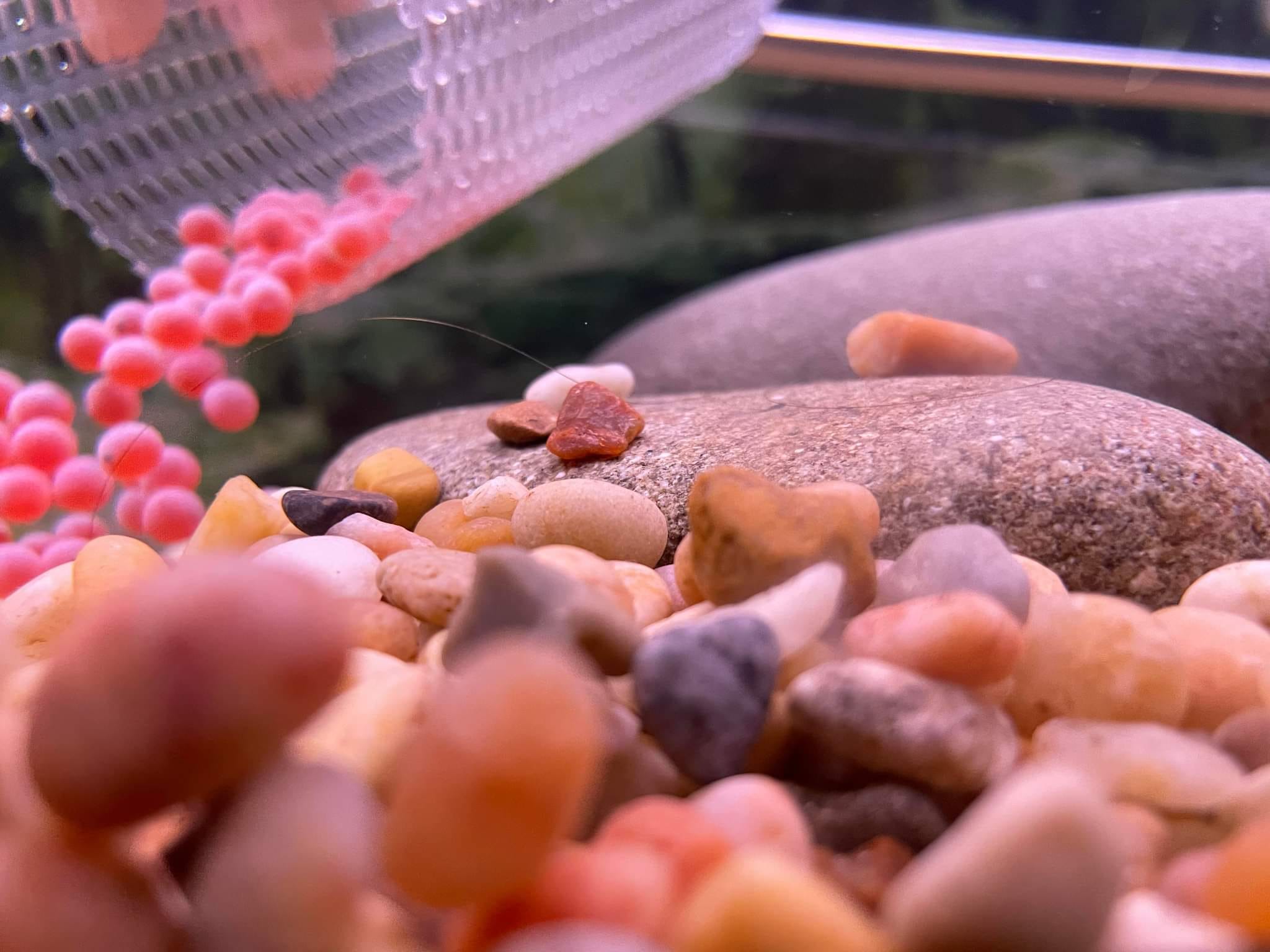 Fish in Schools (FinS) – Okanagan Nation Alliance