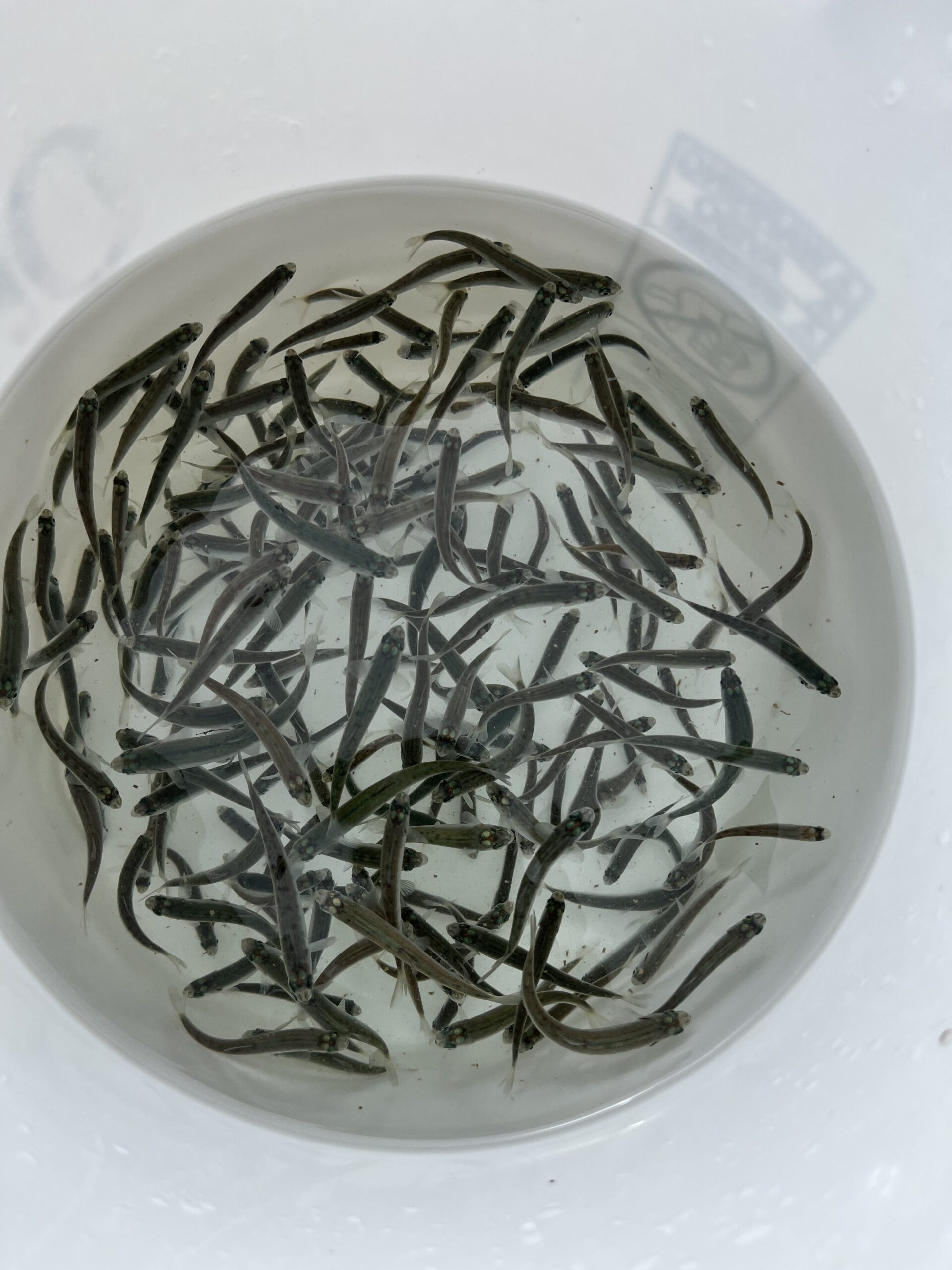 Fish in Schools (FinS) – Okanagan Nation Alliance