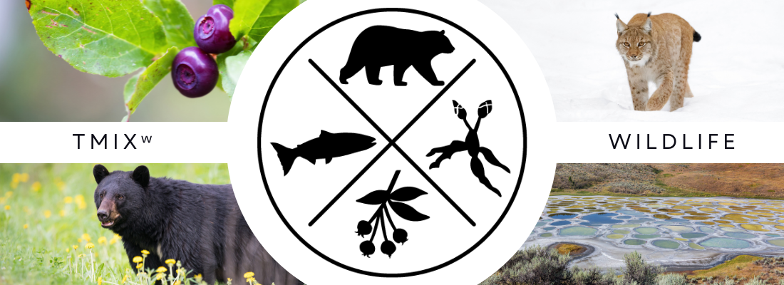 tmixʷ Wildlife – Okanagan Nation Alliance